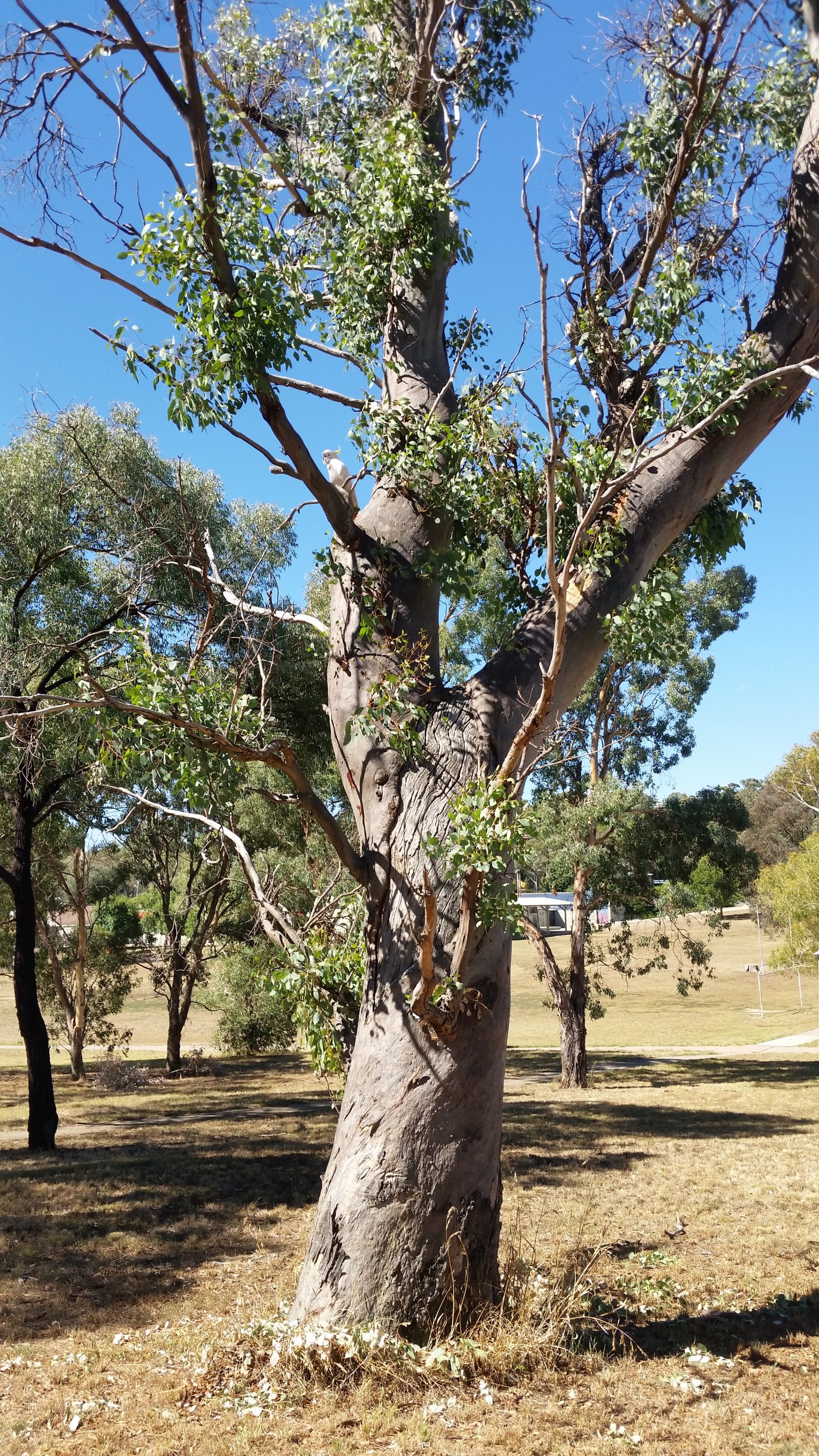 Aboriginal heritage sites in south Canberra – ANTaR ACT